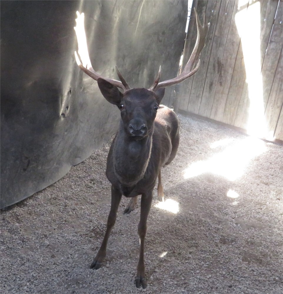 WildLife Buyer, LLC. - 1.0 FALLOW (BB#2-A) - Ask About Insurance