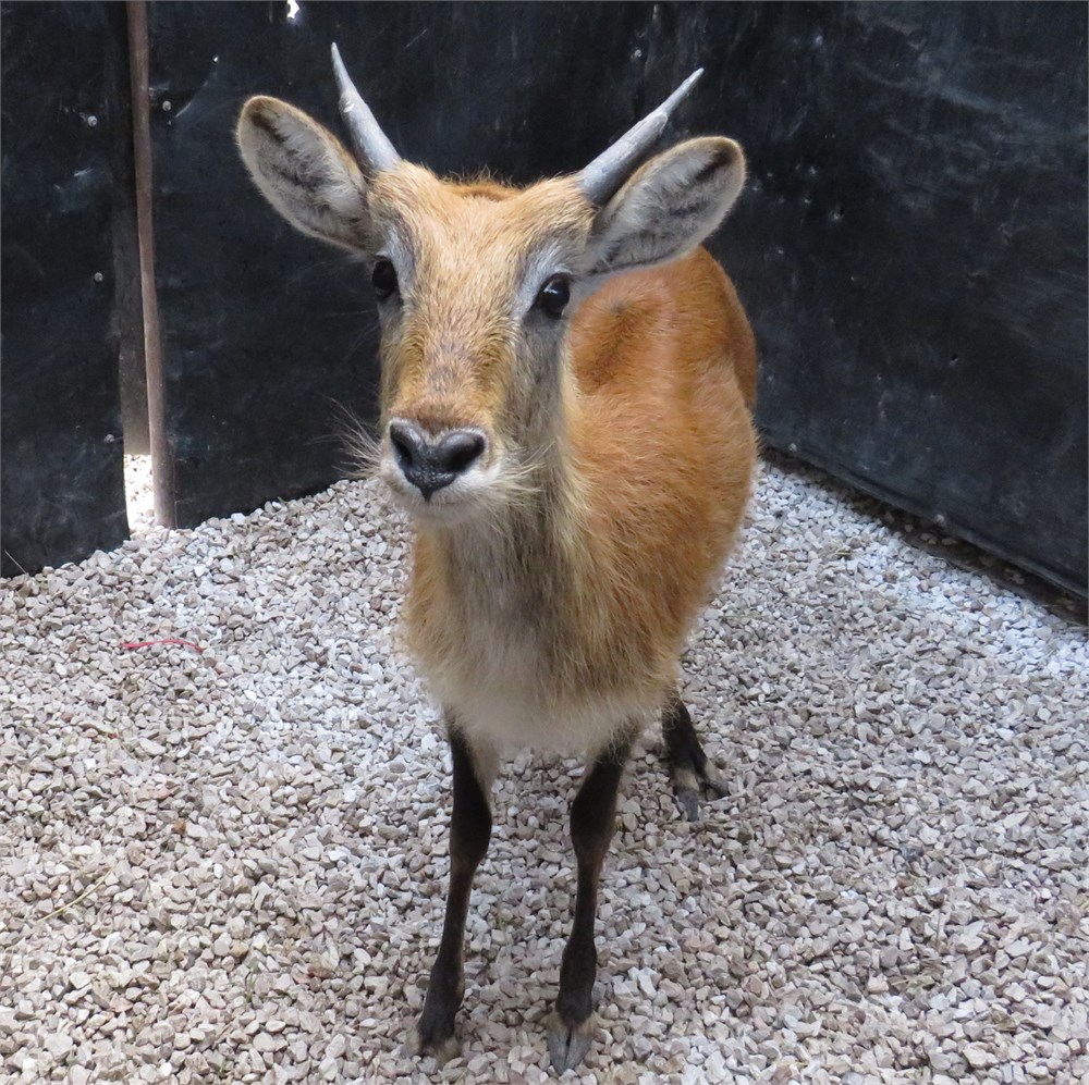 WildLife Buyer, LLC. - 1.0 RED LECHWE TAG#359 (OKB#4-4) - Ask About ...