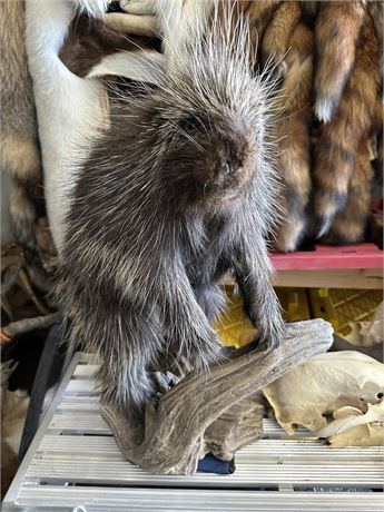 WildLife Buyer, LLC. - Porcupine mount