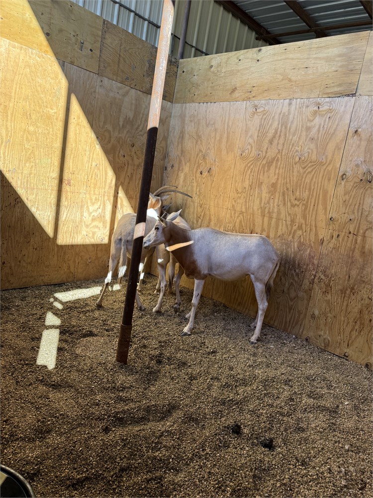 WildLife Buyer, LLC. - .3 oryx cows