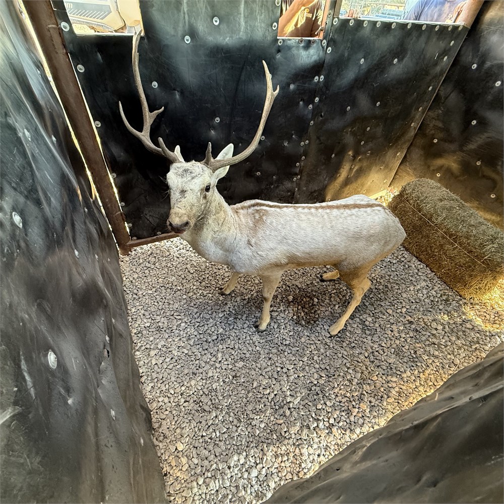 WildLife Buyer, LLC. - 1.0 Fallow Buck