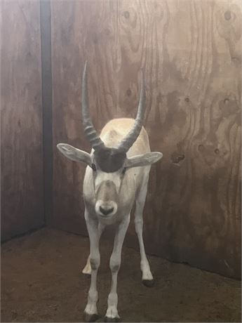WildLife Buyer, LLC. - Yearling addax bull