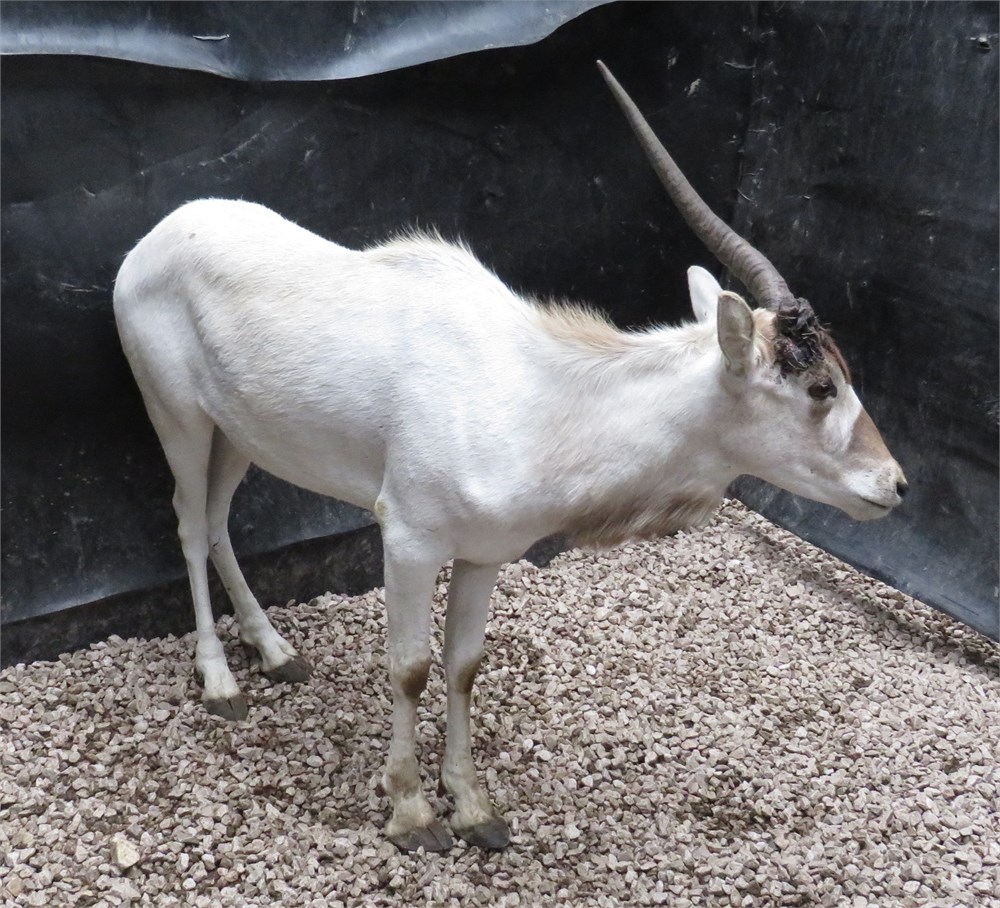 WildLife Buyer, LLC. - 1.0 ADDAX (OKB#4-1) - Ask about insurance