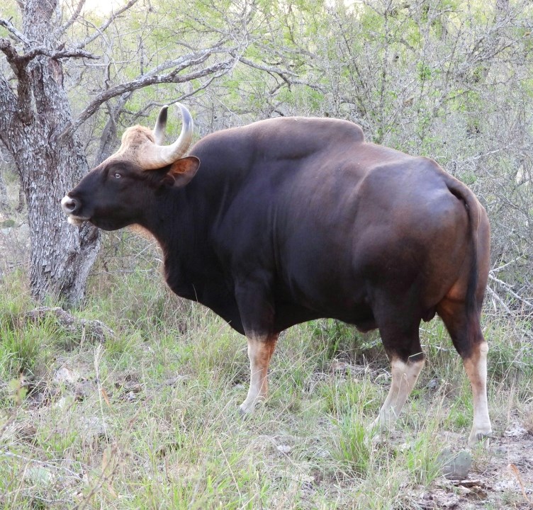 WildLife Buyer, LLC. - 1.0 GAUR - VERY RARE