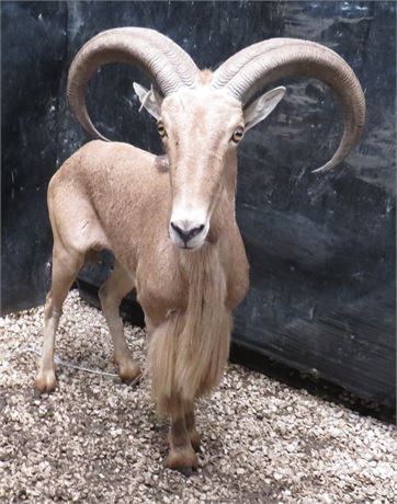 WildLife Buyer, LLC. - 1.0 AOUDAD TAG#316 (OKB#7) - Ask About Insurance