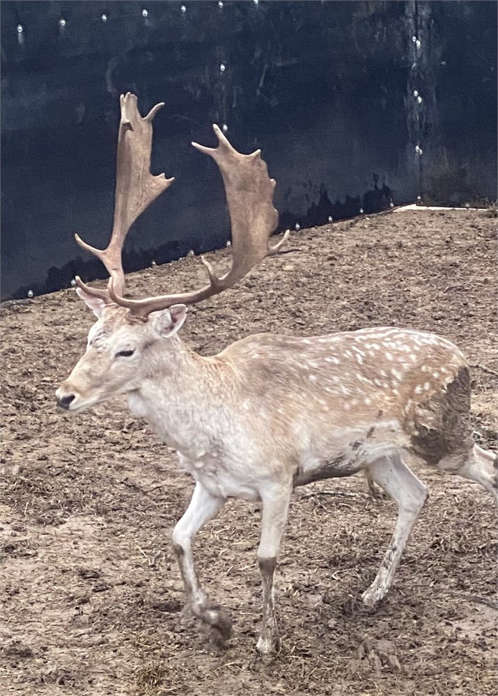 WildLife Buyer, LLC. - 1.0 Fallow Buck