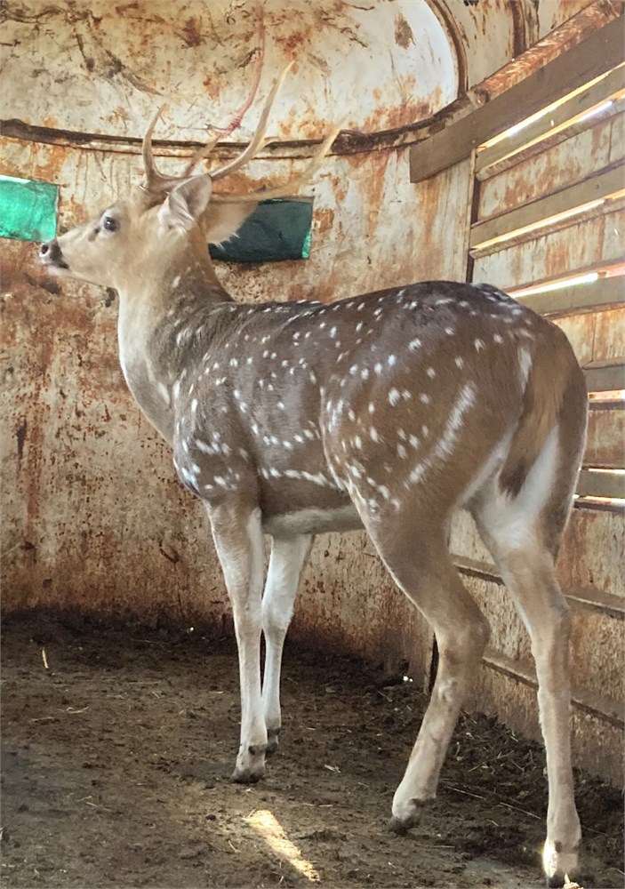 WildLife Buyer, LLC. - 1.0 Axis Buck