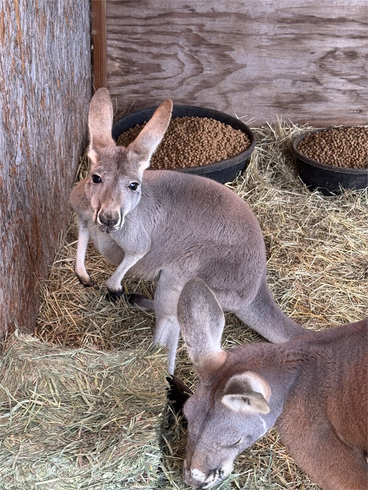 WildLife Buyer, LLC. - 1.0 Kangaroo Small Pen