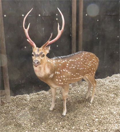 WildLife Buyer, LLC. - 1.0 AXIS (WB#19)