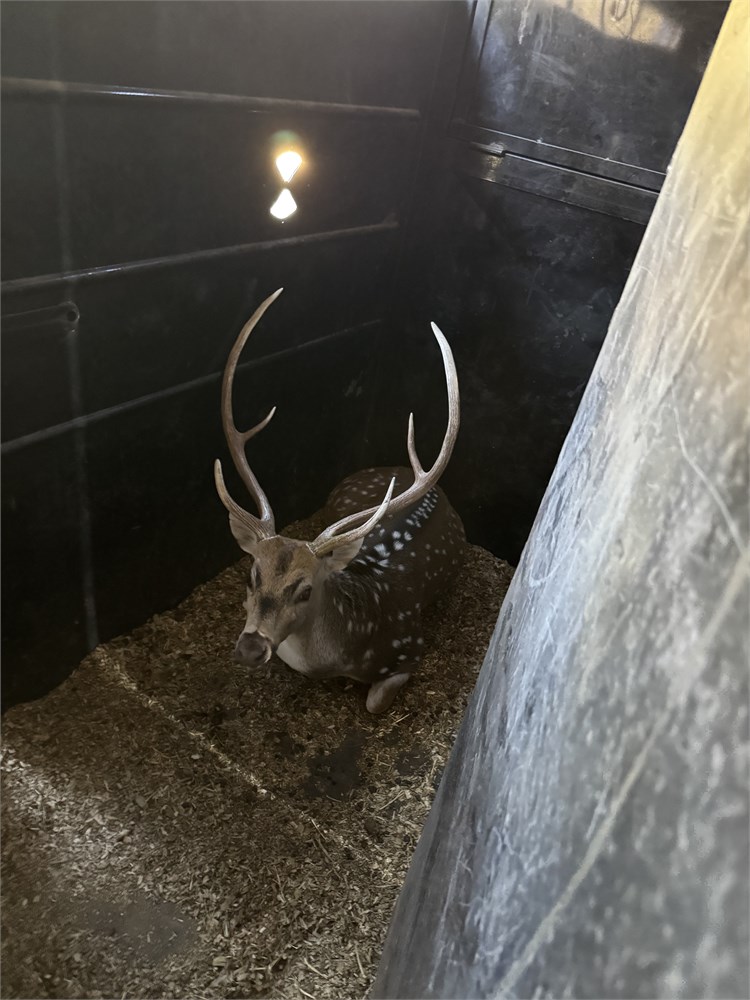 WildLife Buyer, LLC. - Shooter Axis Buck