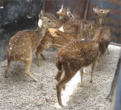 WildLife Buyer, LLC. - 0.7 AXIS (NKB#5)