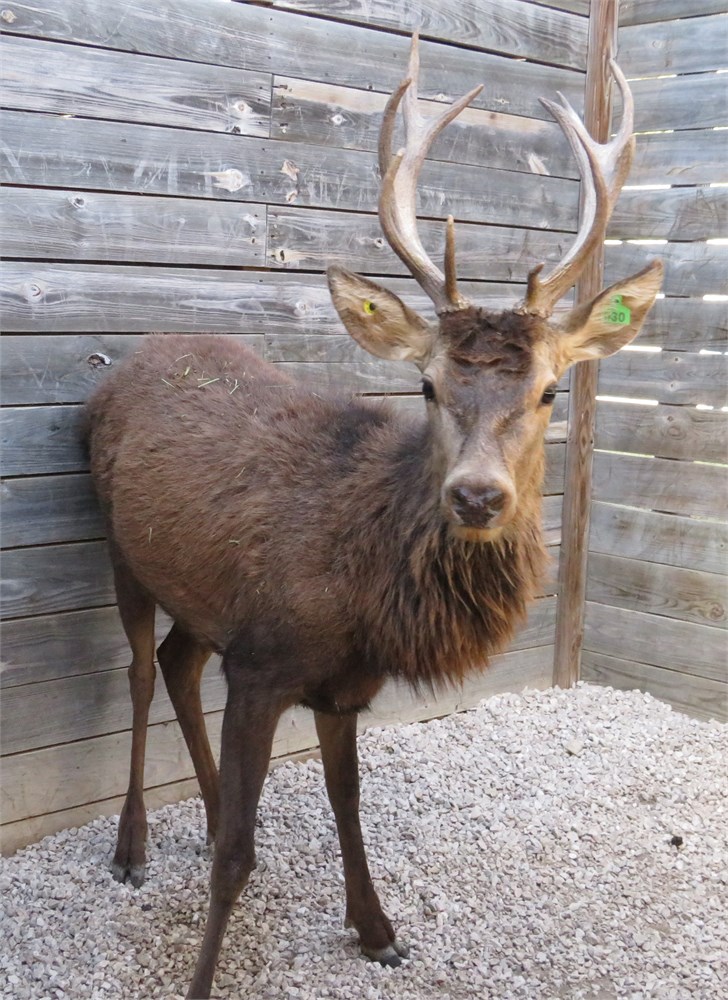 WildLife Buyer, LLC. - 1.0 RED STAG TAG#030 (NKB#6) - Ask About Insurance