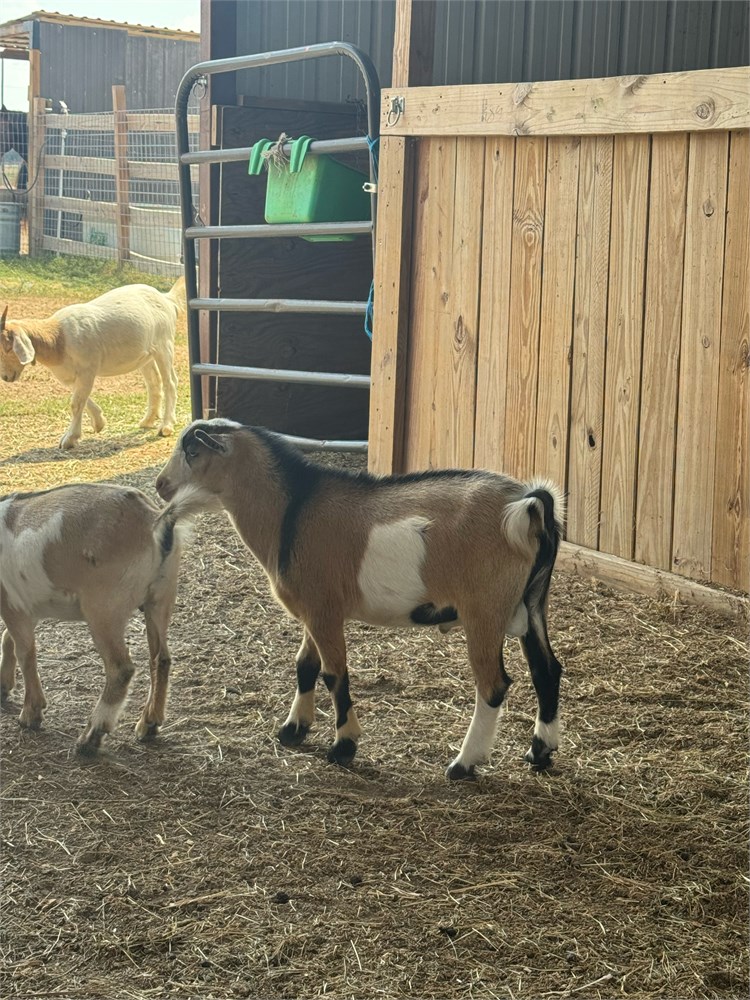 WildLife Buyer, LLC. - 1.0 3.5 month old tri colored nigerian dwarf goat