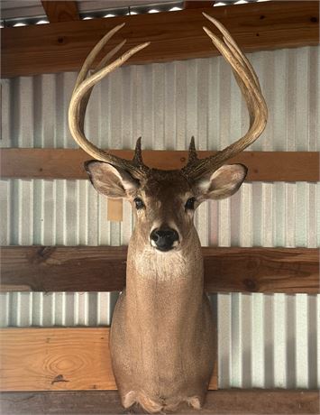 WildLife Buyer, LLC. - Nice 10 point whitetail