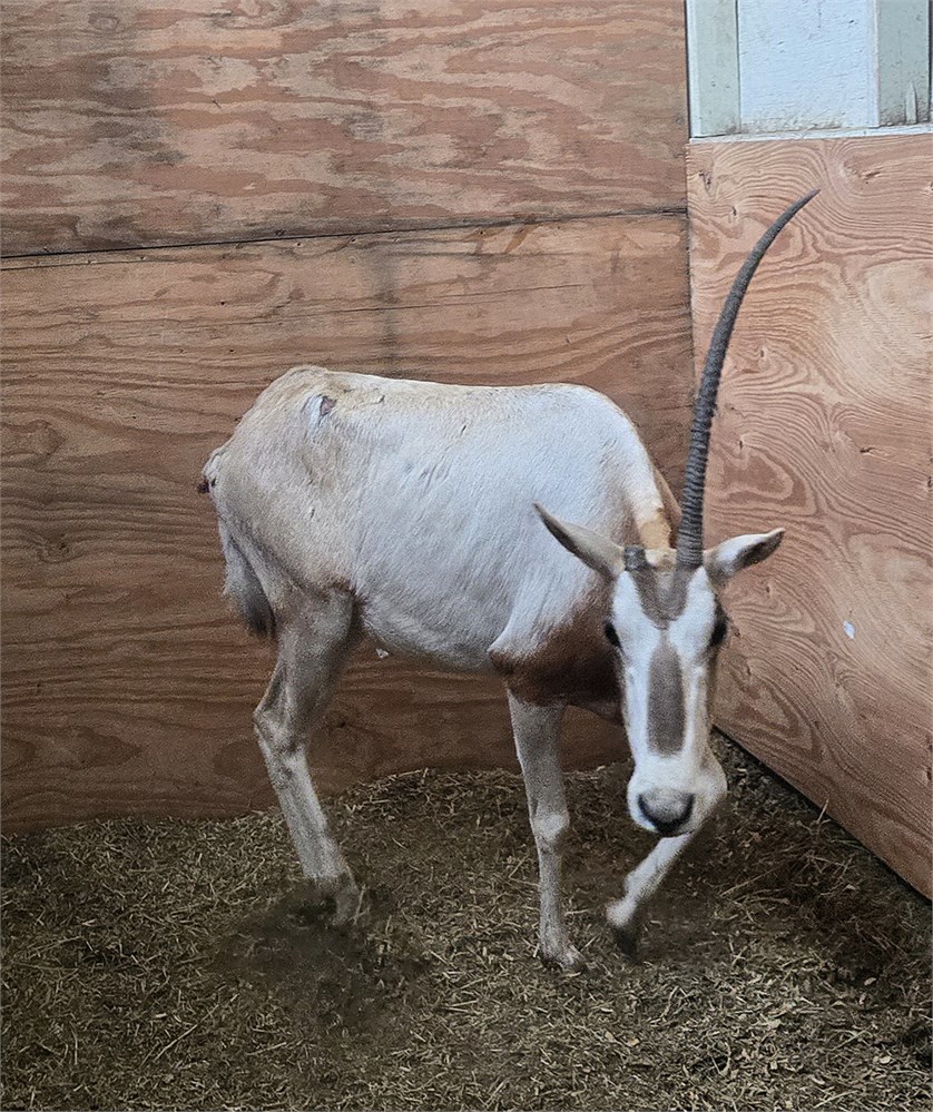 WildLife Buyer, LLC. - 0.1 Oryx