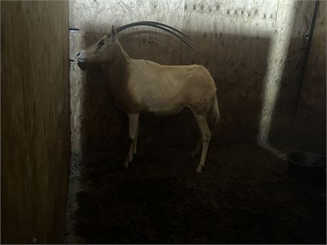 WildLife Buyer, LLC. - Oryx cow