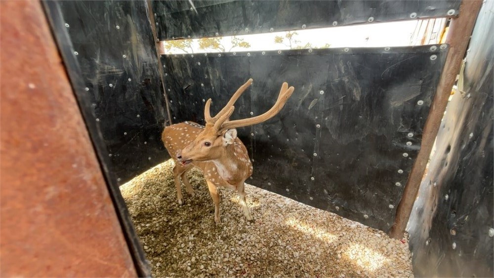 WildLife Buyer, LLC. - Axis buck