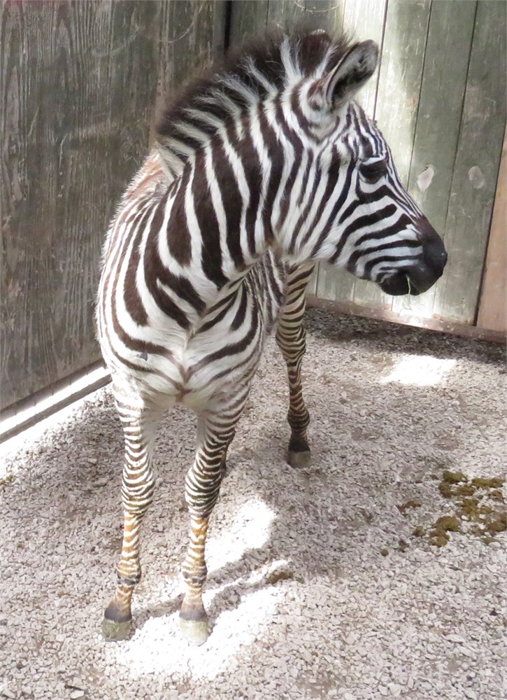 WildLife Buyer, LLC. - 1.0 ZEBRA (BB#4)