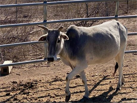 WildLife Buyer, LLC. - 0.1 Mini Zebu Cow