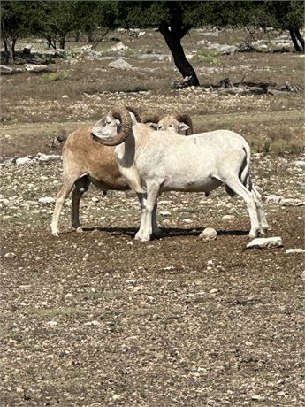 WildLife Buyer, LLC. - 1.0 Snow Urial Ram