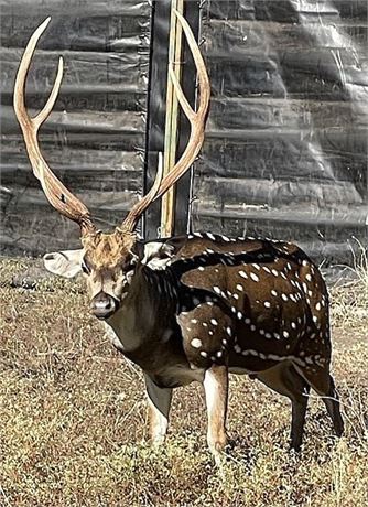 WildLife Buyer, LLC. - Mature Axis Buck