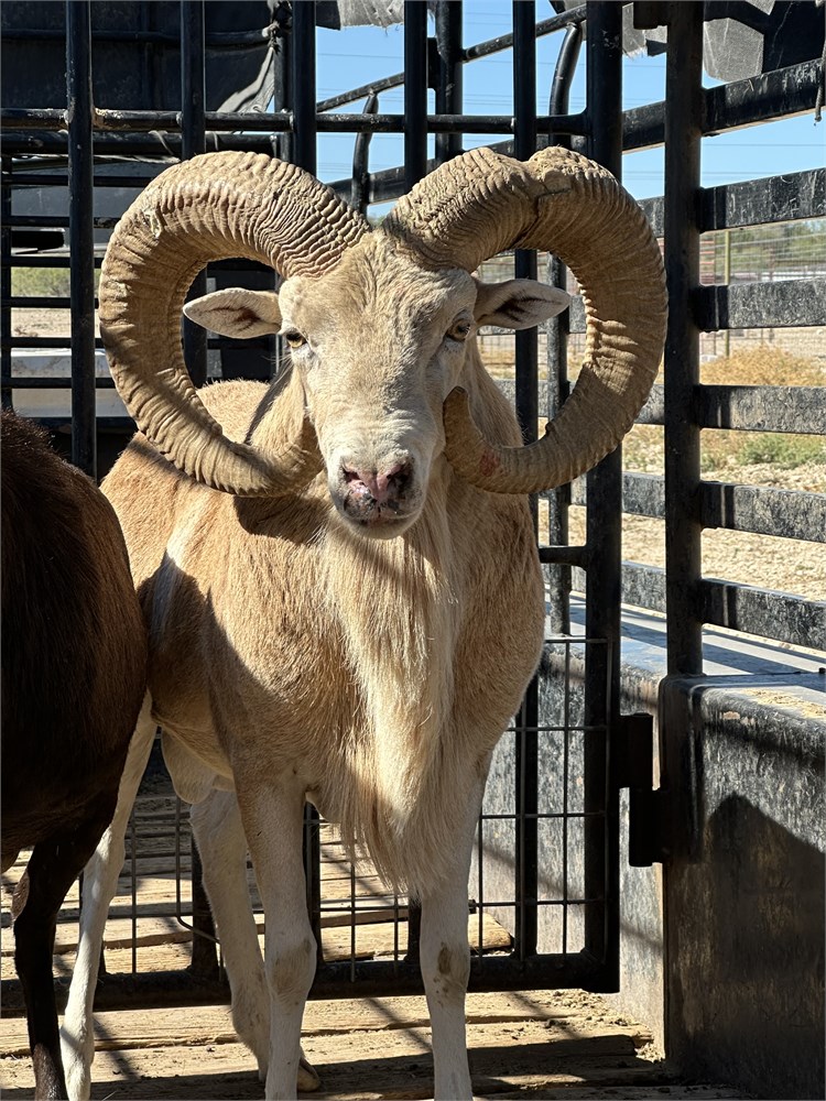 WildLife Buyer, LLC. - Snow Urial