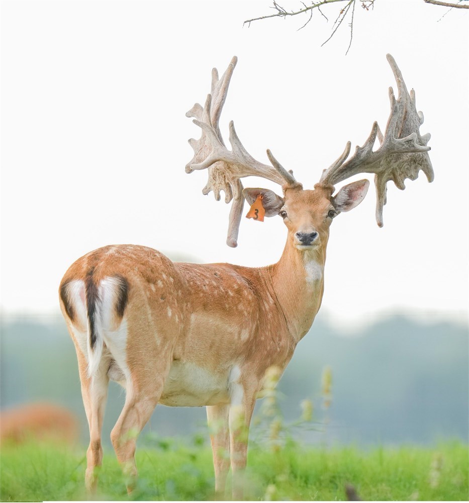 WildLife Buyer, LLC. - 0.1 Bottle Baby Fallow WAR PATH Daughter