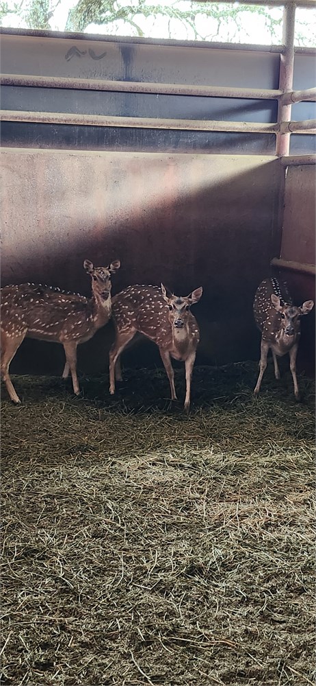 WildLife Buyer, LLC. - 0.3 Axis doe.