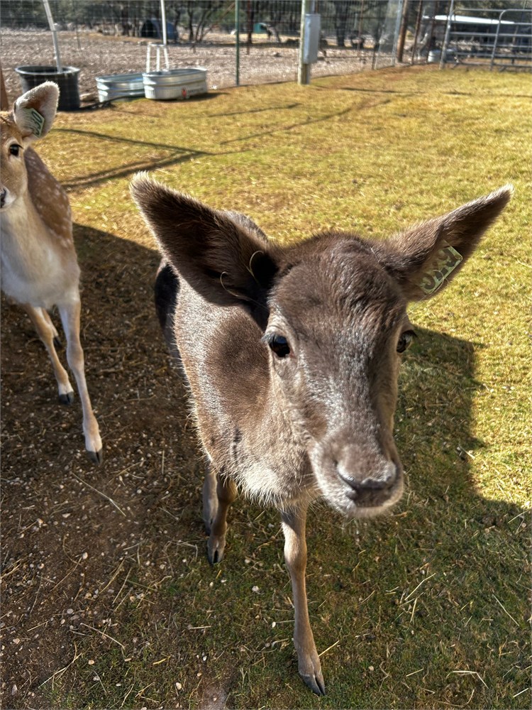 WildLife Buyer, LLC. - 0.1 Bottle Raised Fallow Doe - Exceptional Genetics