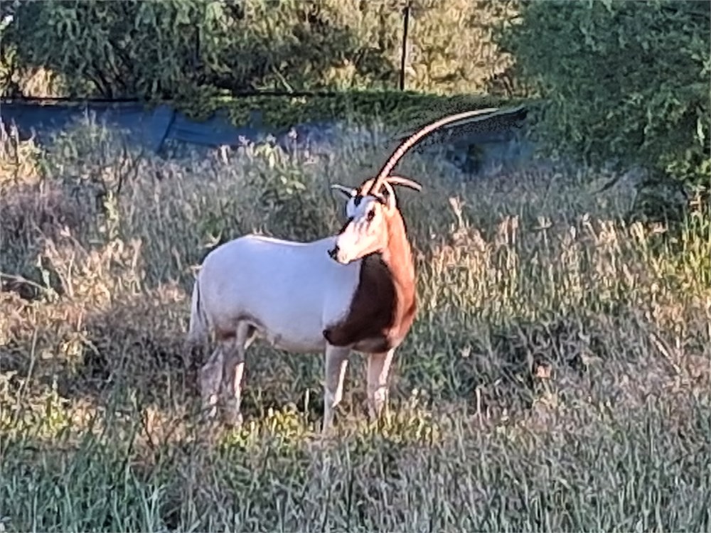 WildLife Buyer, LLC. - Male Scimitar Oryx