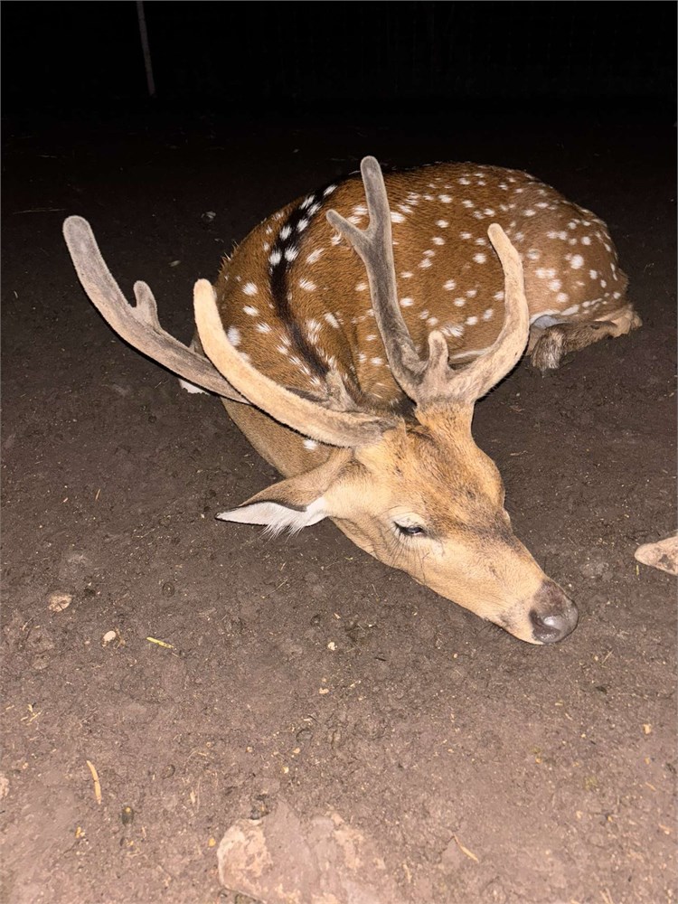 WildLife Buyer, LLC. - 1.0 2 year old axis