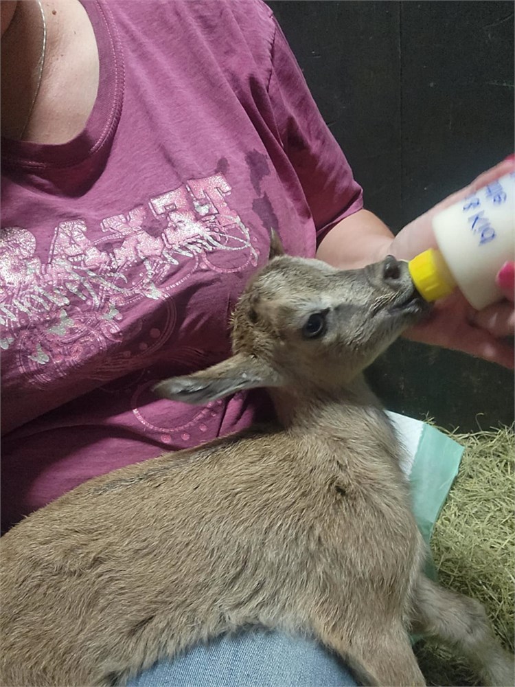 WildLife Buyer, LLC. - Markhor bottle babies 1.1