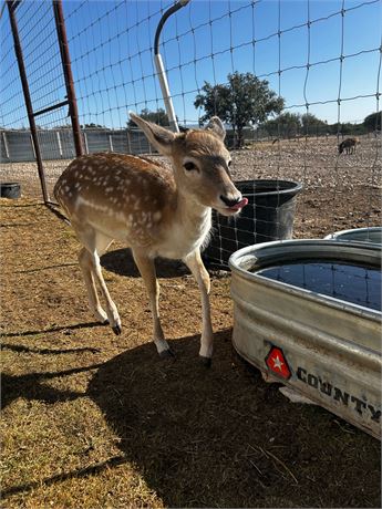 WildLife Buyer, LLC. - 0.1 Bottle Raised Fallow Doe - Registered - Genetics