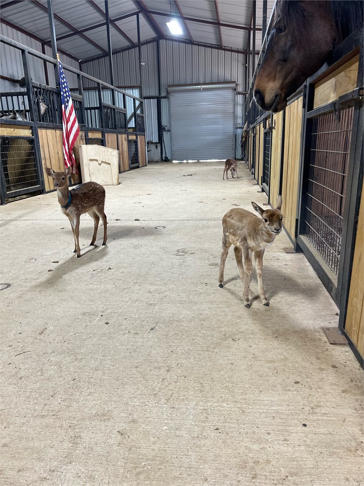 WildLife Buyer, LLC. - ‼️Bottle raised black buck‼️