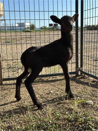 WildLife Buyer, LLC. - Bottle Baby Midnight Urial Ram Lamb
