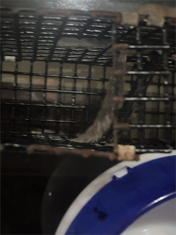 WildLife Buyer, LLC. - 1.2 Micro squirrel