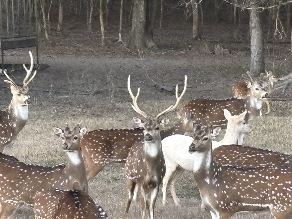 WildLife Buyer, LLC. - Axis Buck