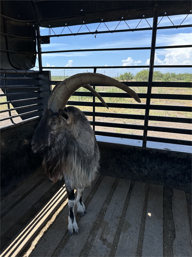 WildLife Buyer, LLC. - 1.0 Chiltan Goat
