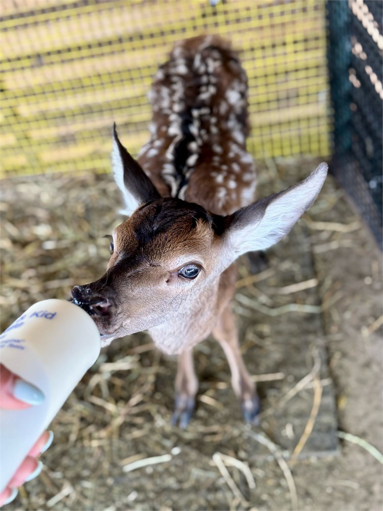 WildLife Buyer, LLC. - Bottle Baby Red Deer Male