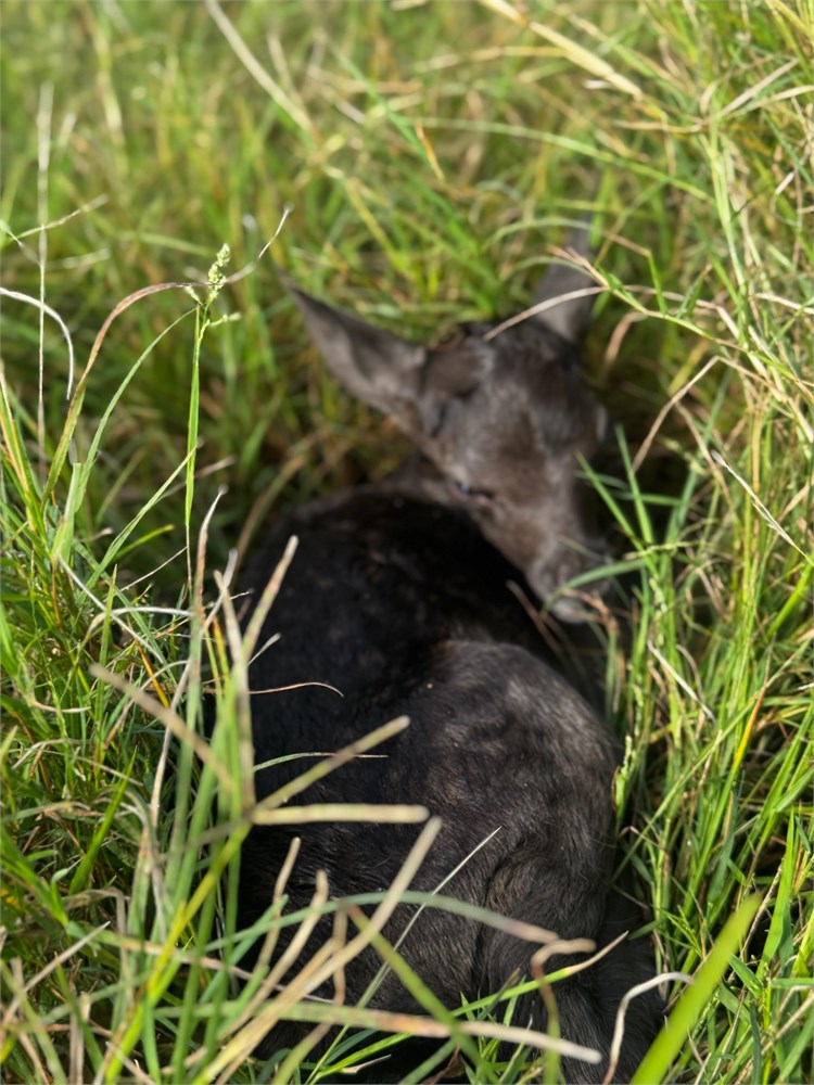 WildLife Buyer, LLC. - 0.1 Bottle Baby Fallow WAR PATH Daughter