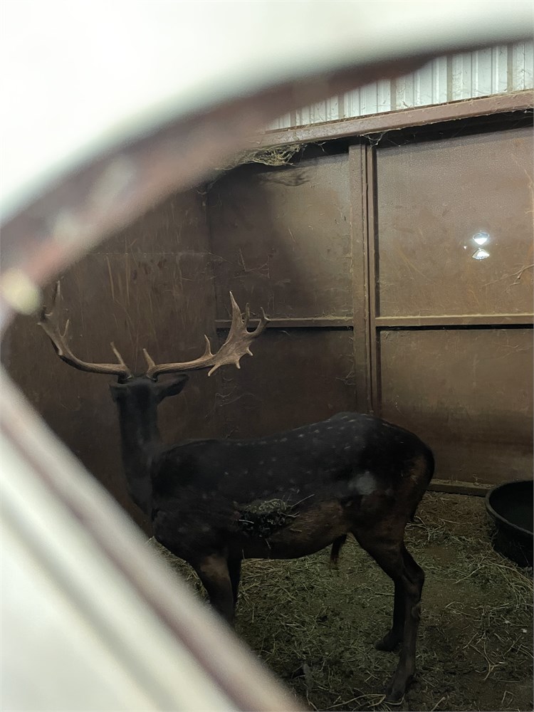 WildLife Buyer, LLC. - Fallow buck - Ask About Insurance