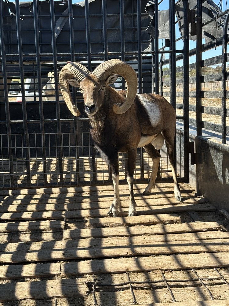 WildLife Buyer, LLC. - Red Sheep