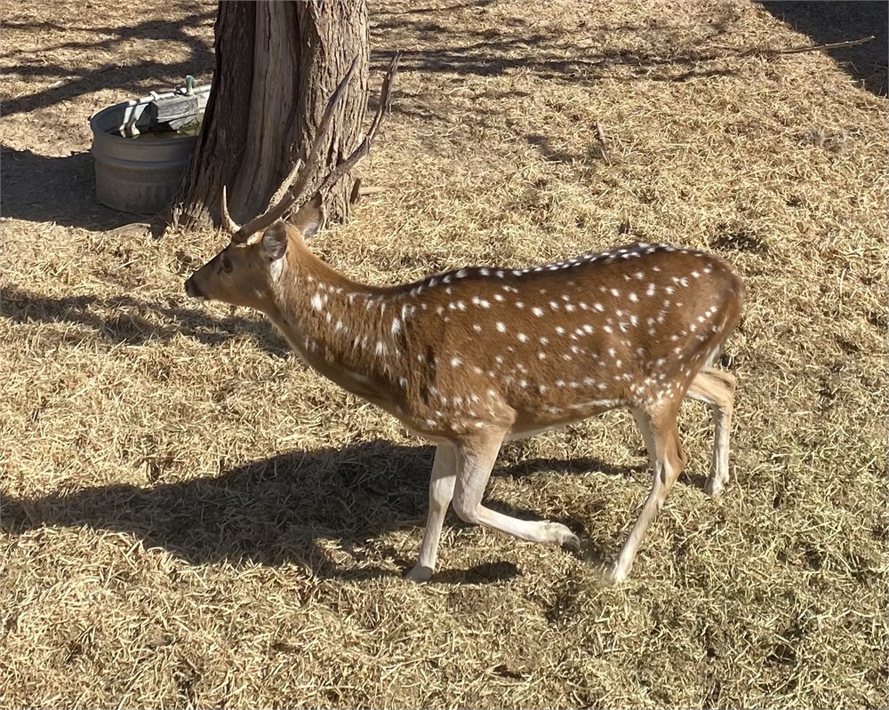 WildLife Buyer, LLC. - 1.0 Axis Buck