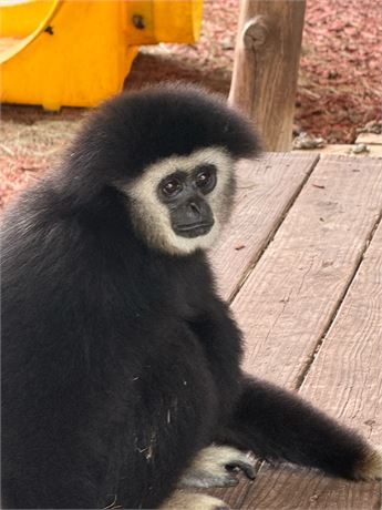 WildLife Buyer, LLC. - Gibbons Pair Bred. TX Only