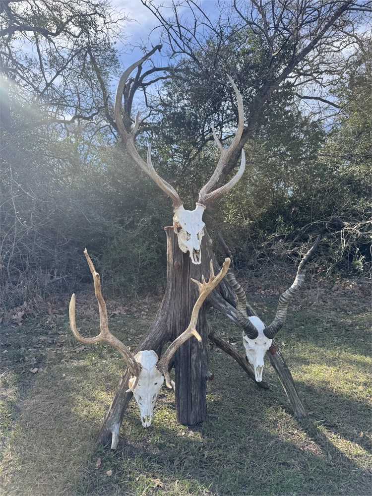 WildLife Buyer, LLC. - Axis/Fallow/BB tree mount
