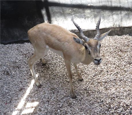 WildLife Buyer, LLC. - 1.0 BLACKBUCK TAG#227 (NKB#1)