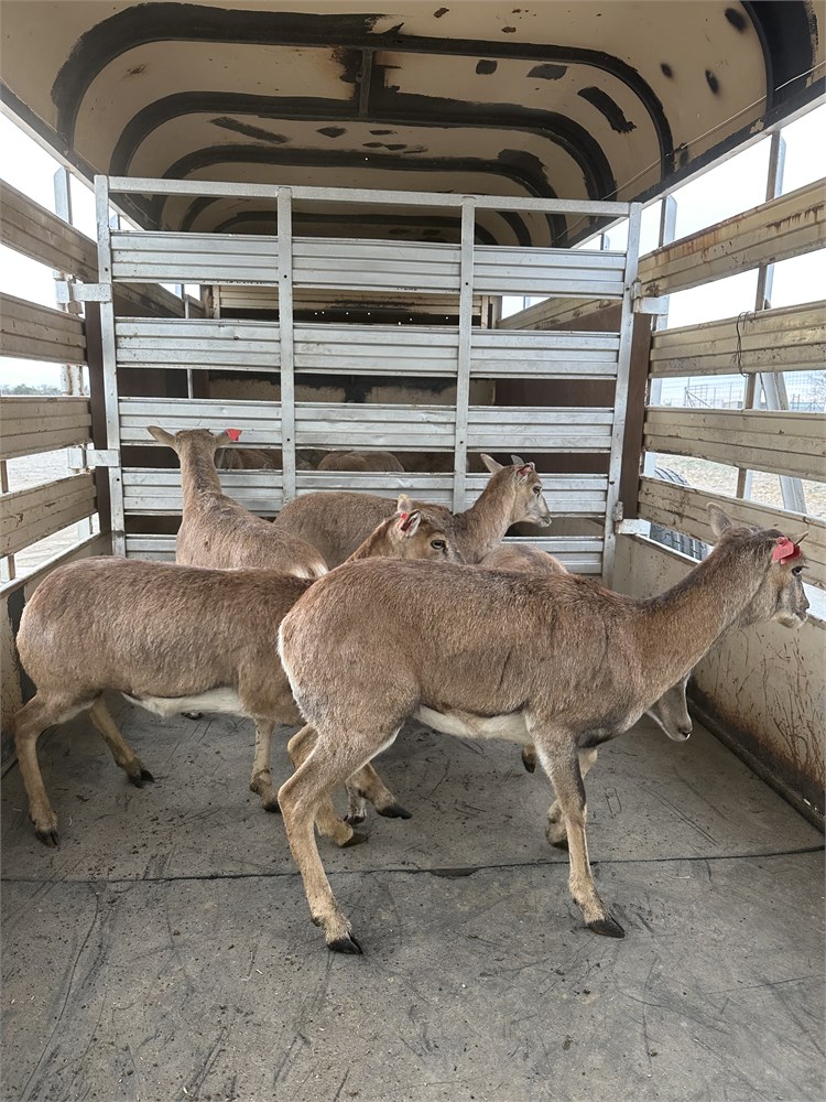 WildLife Buyer, LLC. - 0.5 Exposed iranian red sheep