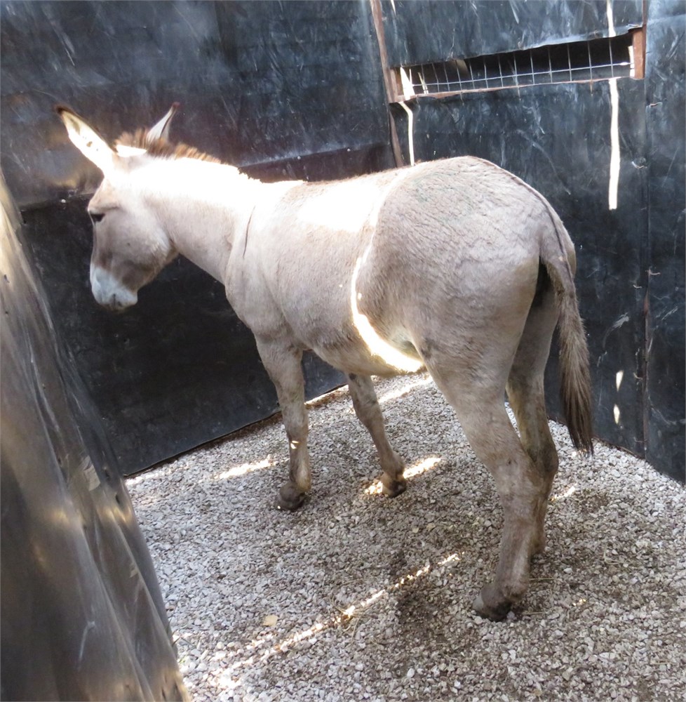 WildLife Buyer, LLC. - 0.1 DONKEY TAG#55 (ORB#6)