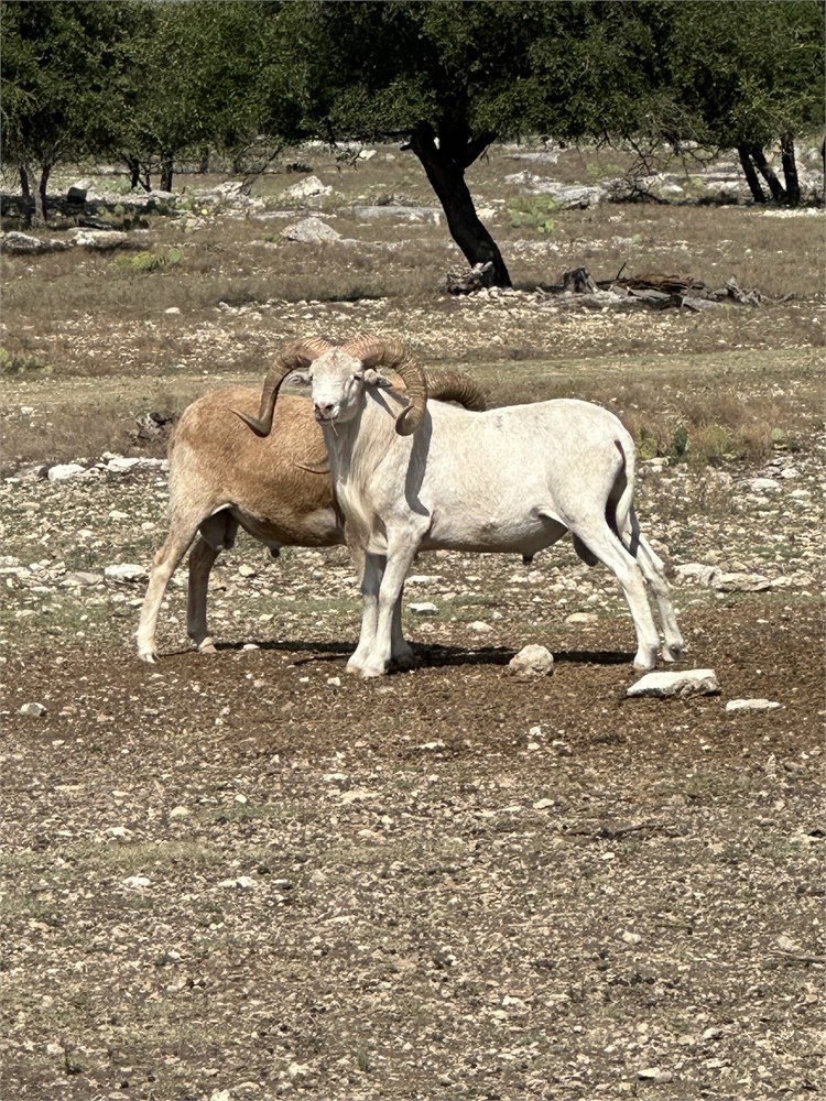 WildLife Buyer, LLC. - 1.0 Snow Urial Ram