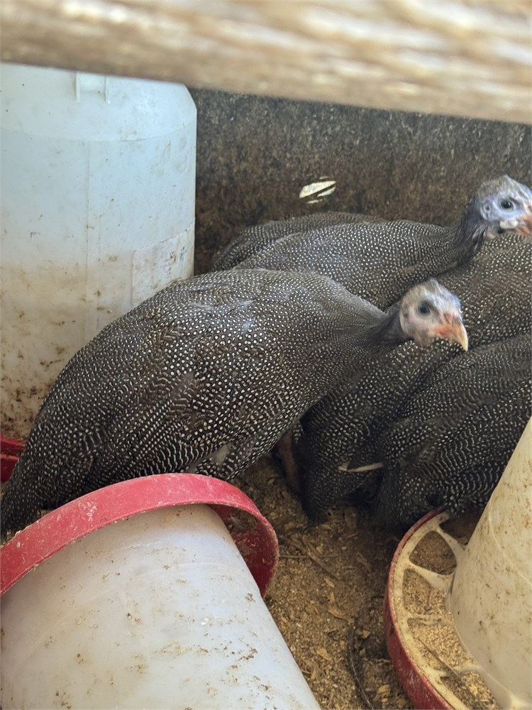WildLife Buyer, LLC. - 17 Guinea Fowl